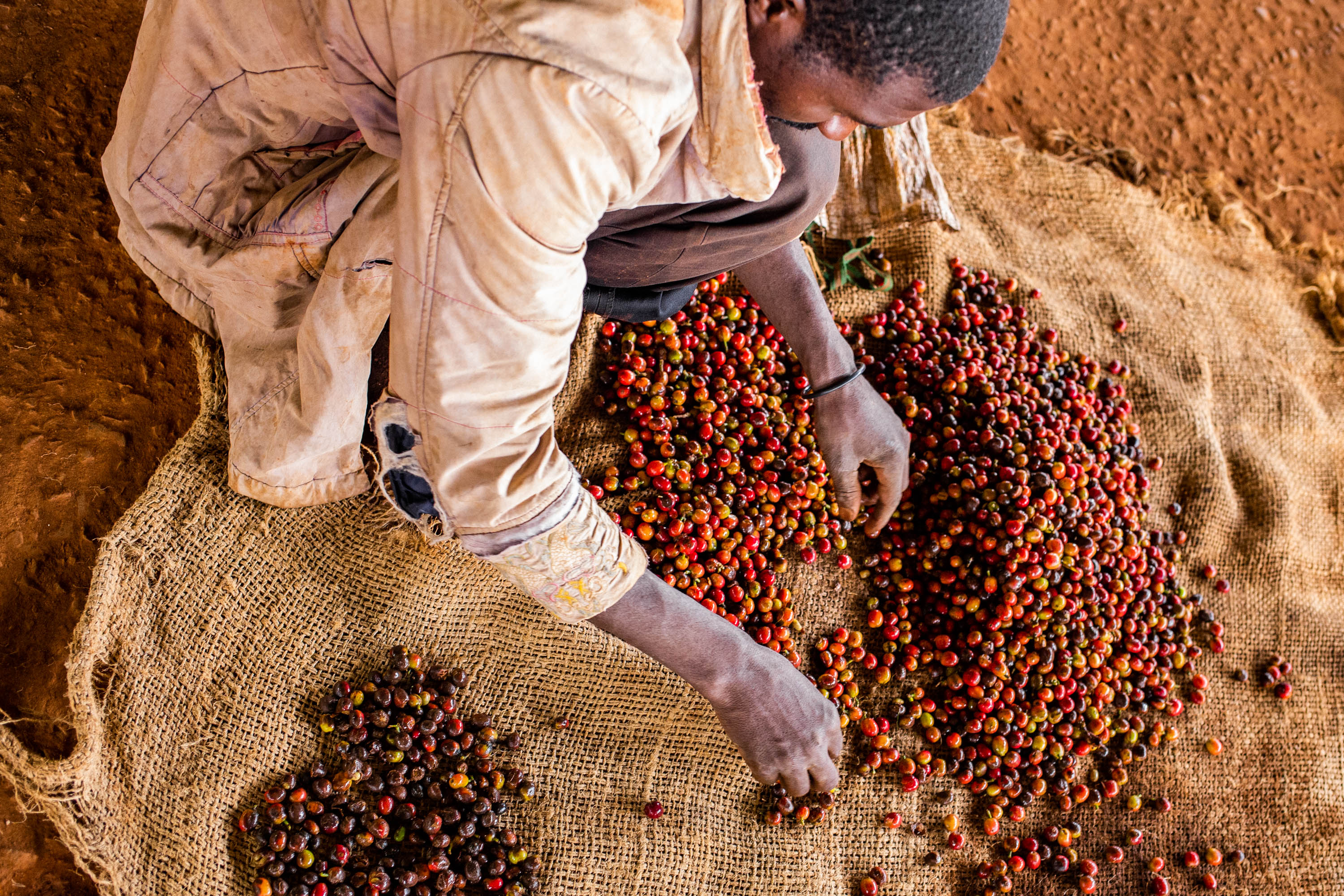 Why Are Coffee Prices Rising in 2025? – Olympia Coffee Roasting Company